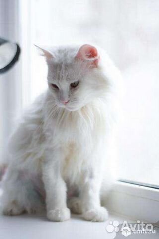 Кошка турецкая ангора