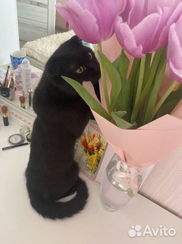 Британский кот