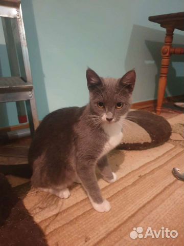 Приют котёнок девочка