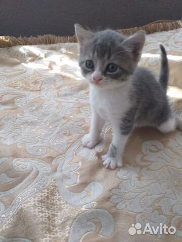 Котята бурма