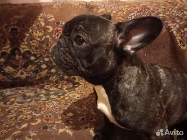 Французский бульдог отдам