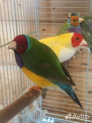 Амадины гульда