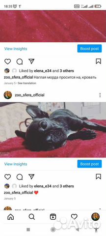 Французский бульдог мини