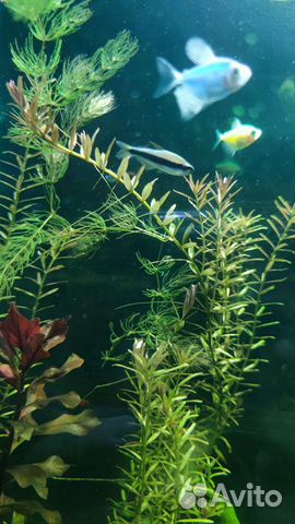 Аквариумные рыбки неон черный 2 рыбки