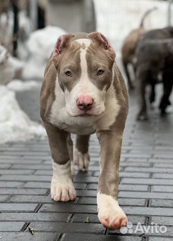 Американский булли XXL
