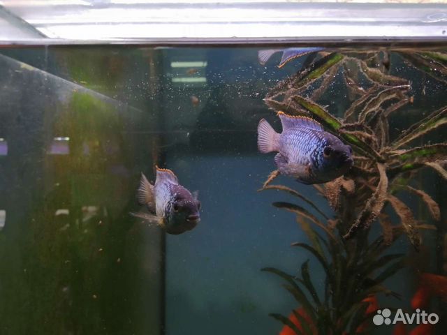 Нанокара неоновая