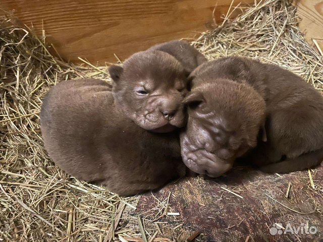 Щенки шарпея продаю