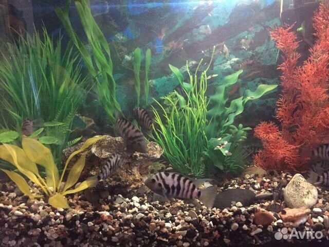 Аквариумные рыбки