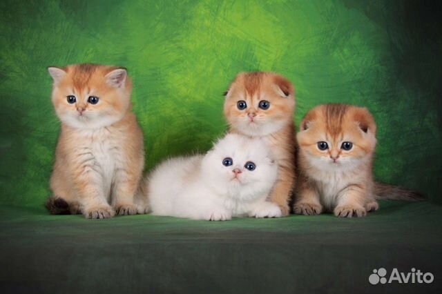 Шотландские котята