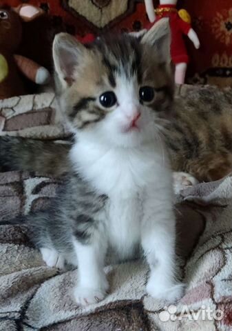 Прекрасные котятки (мальчики) - в заботливые руки