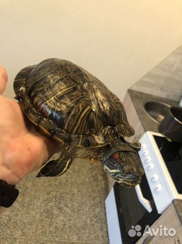 Черепашки бесплатно