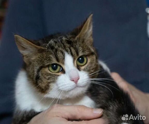 Ласковая Аманда 5 мес. в добрые руки
