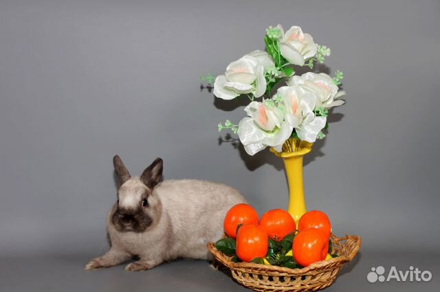 Декоративные кролики