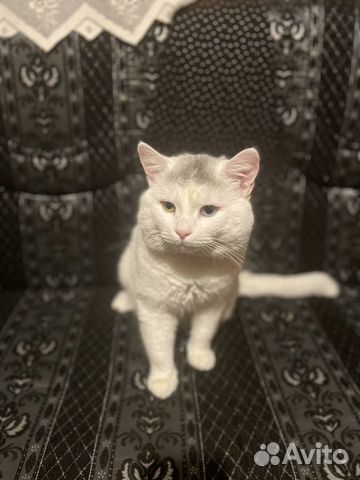 Кот для вязки ; Кот для случки