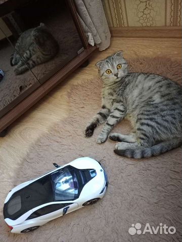 Случка кошки