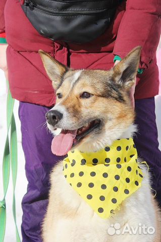 Собачка Мика ищет дом