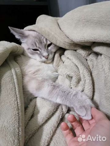 Мега ласковая киса