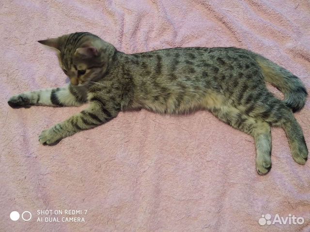 Котенок - тигренок в добрые руки