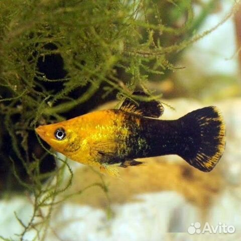 Моллинезии черно-золотые