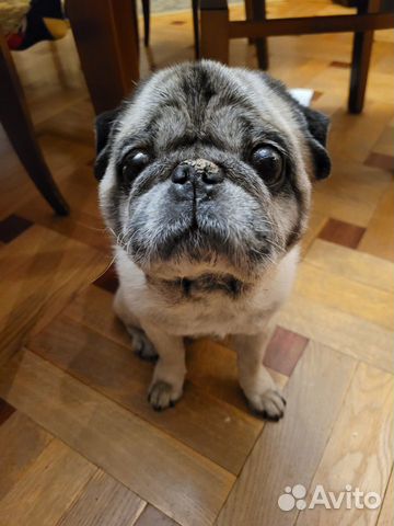 Мопс бесплатно