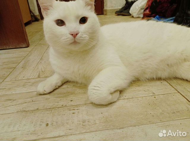 Кошка
