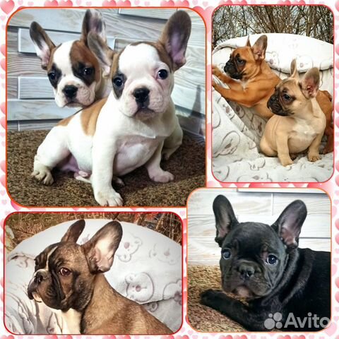 Французский бульдог щенки