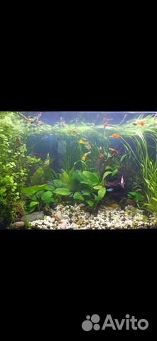 Аквариум в полном комплекте +рыбки