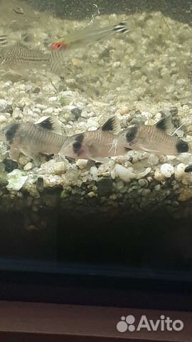 Коридорас панда, Королевская тетра