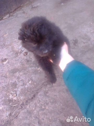 Собака пастух