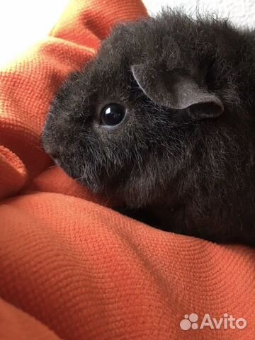 Американский тедди, самец