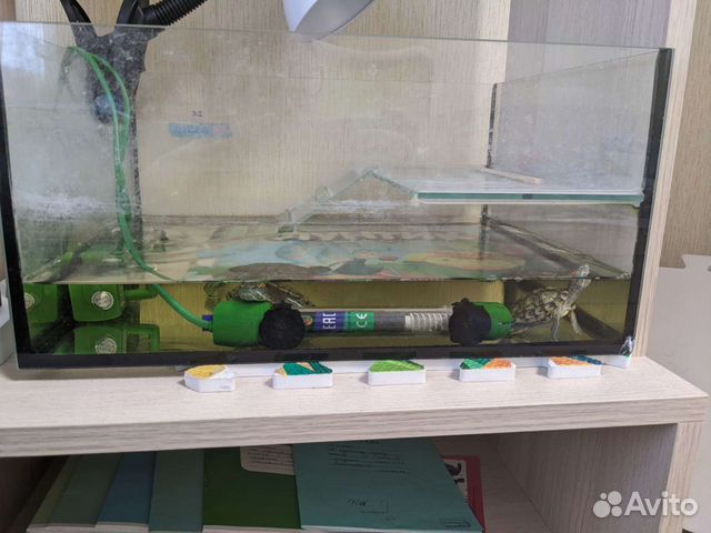 Две маленькие черепахи вместе с аквариумом