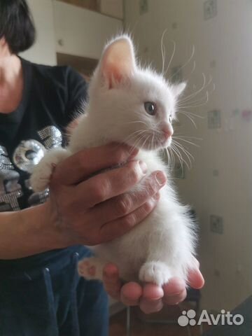 Котята в дар