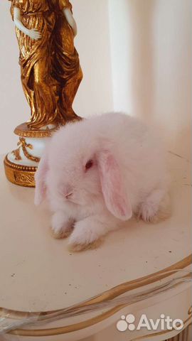 Миниатюрные барашки