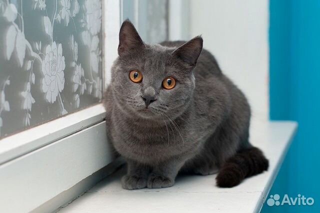 Кошечка фенотип британки