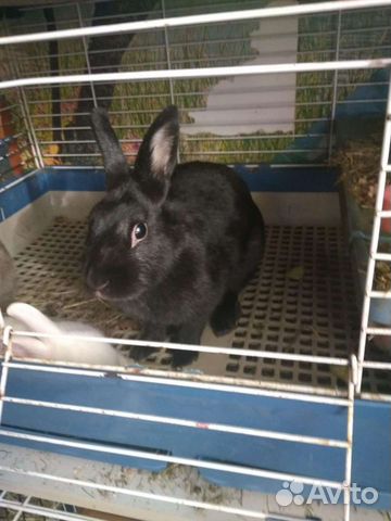 Крольчиха декоративная