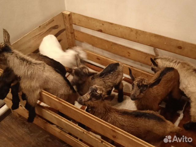 Козлята чешские