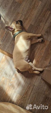 Собака в добрые руки продаётся щенок 5 месячев