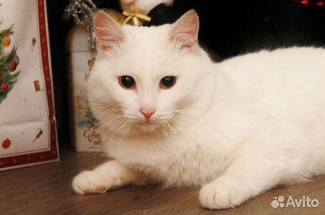 Кошки в добрые руки