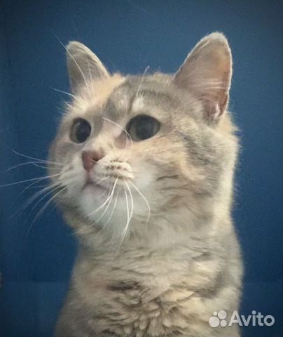 Пухлощечка Боня (8 мес)