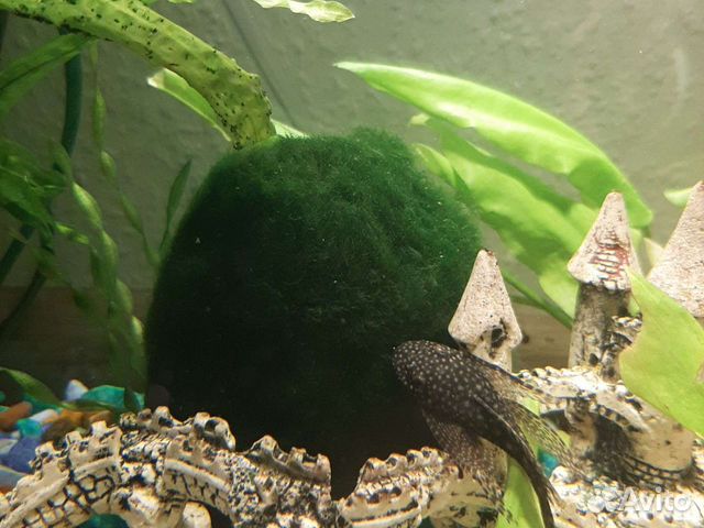 Мох Кладофора