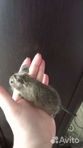 Чилийская белка дегу