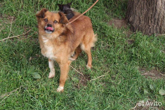 Мелкий пёс в добрые руки