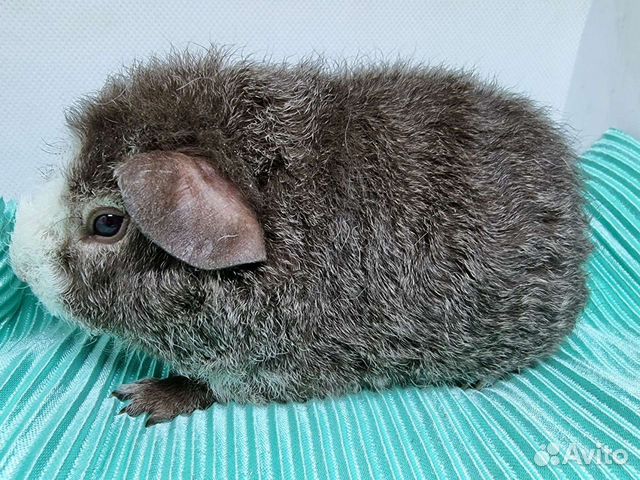 Морские свинки