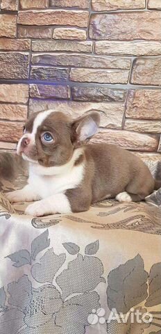 Щенки чихуахуа