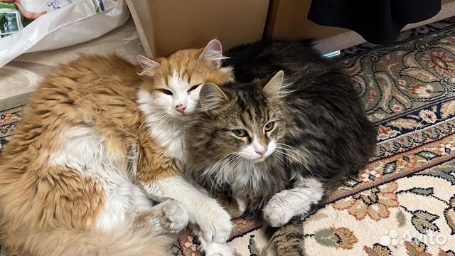 Отдам в хорошие руки кота подростка