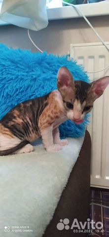 Донской сфинкс браш котята