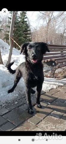 Щенок в добрые руки девочка