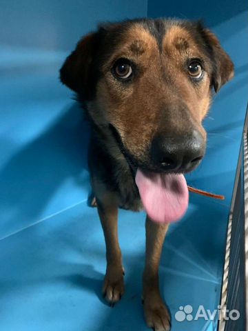 Собака в дар до 12 апреля