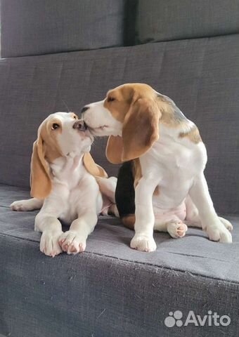 Биколор бигль