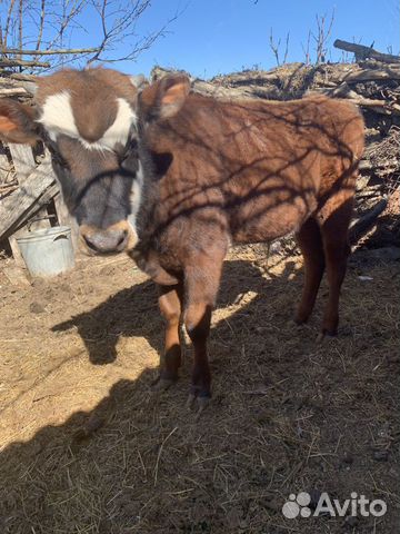 Бычек и телочка